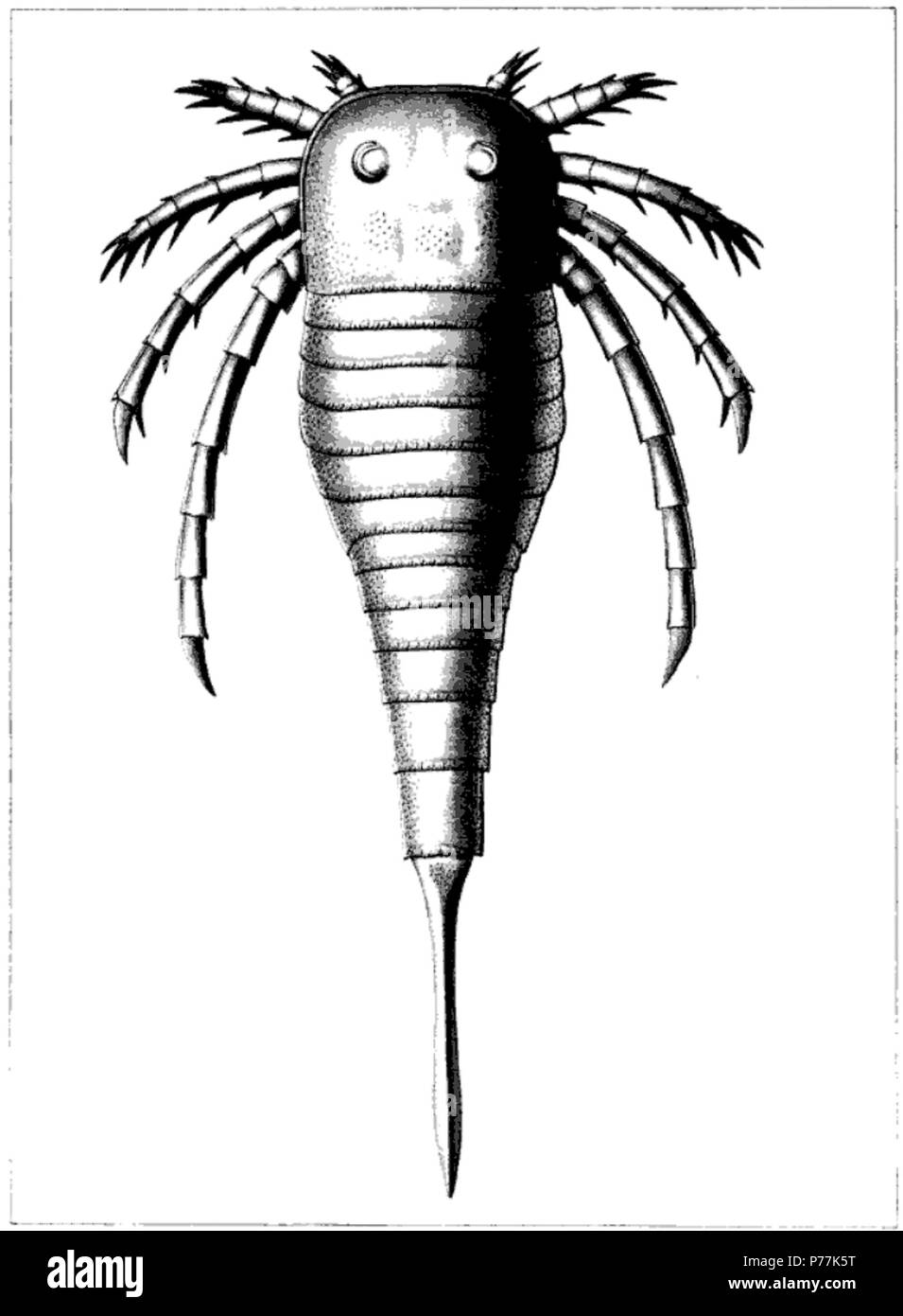 Kokomopterus hi-res stock photography and images - Alamy