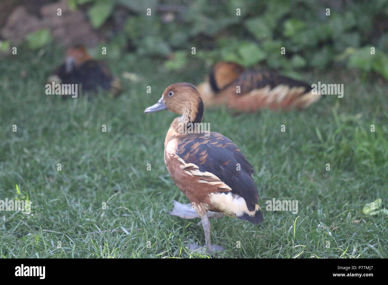 Fulvous whistling duck - Dendrocygna bicolor Stock Photo - Alamy