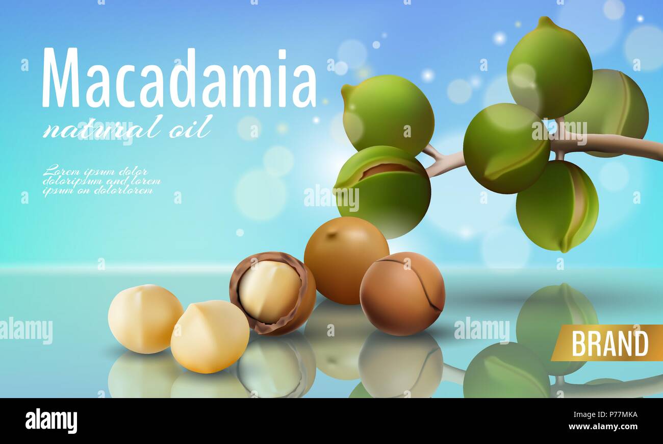 Realistic 3d macadamia nut oil cosmetic shell ad template. Branch ...