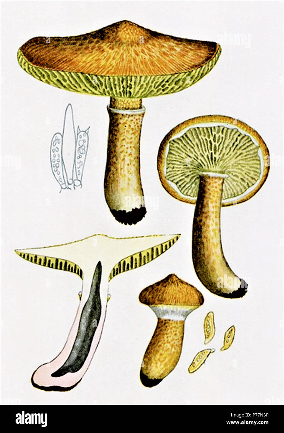 Boletinus hi-res stock photography and images - Alamy