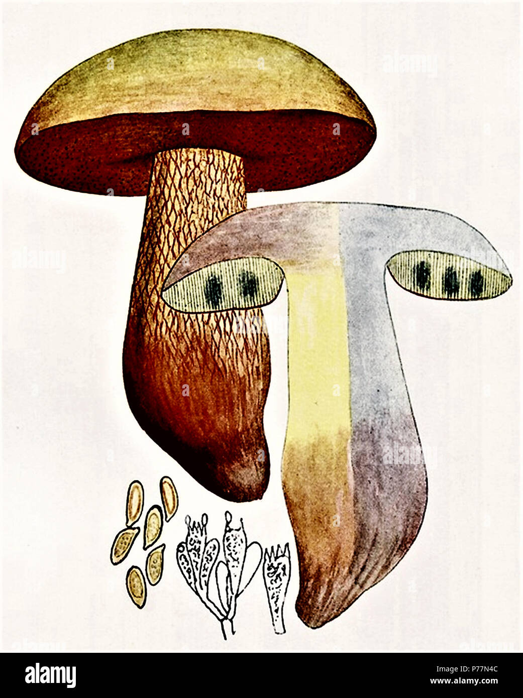 Boletus biodiversity hi-res stock photography and images - Alamy