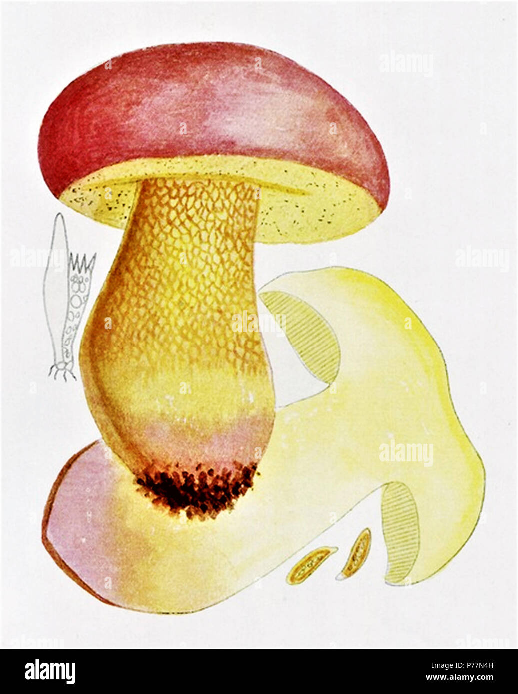 Boletus genus hi-res stock photography and images - Alamy