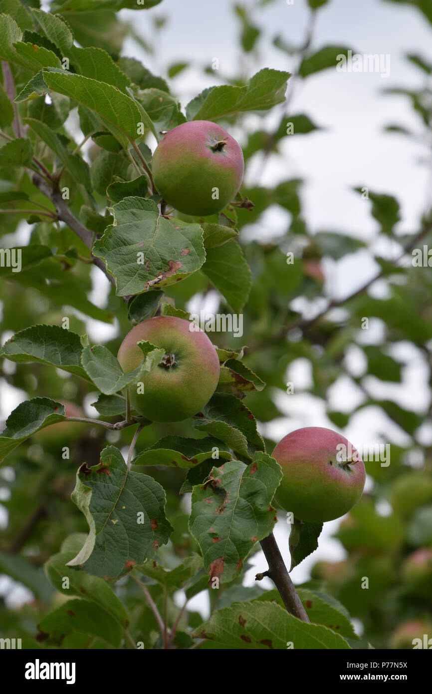 branches with unripe apples in spring, transparent old apple variety ...