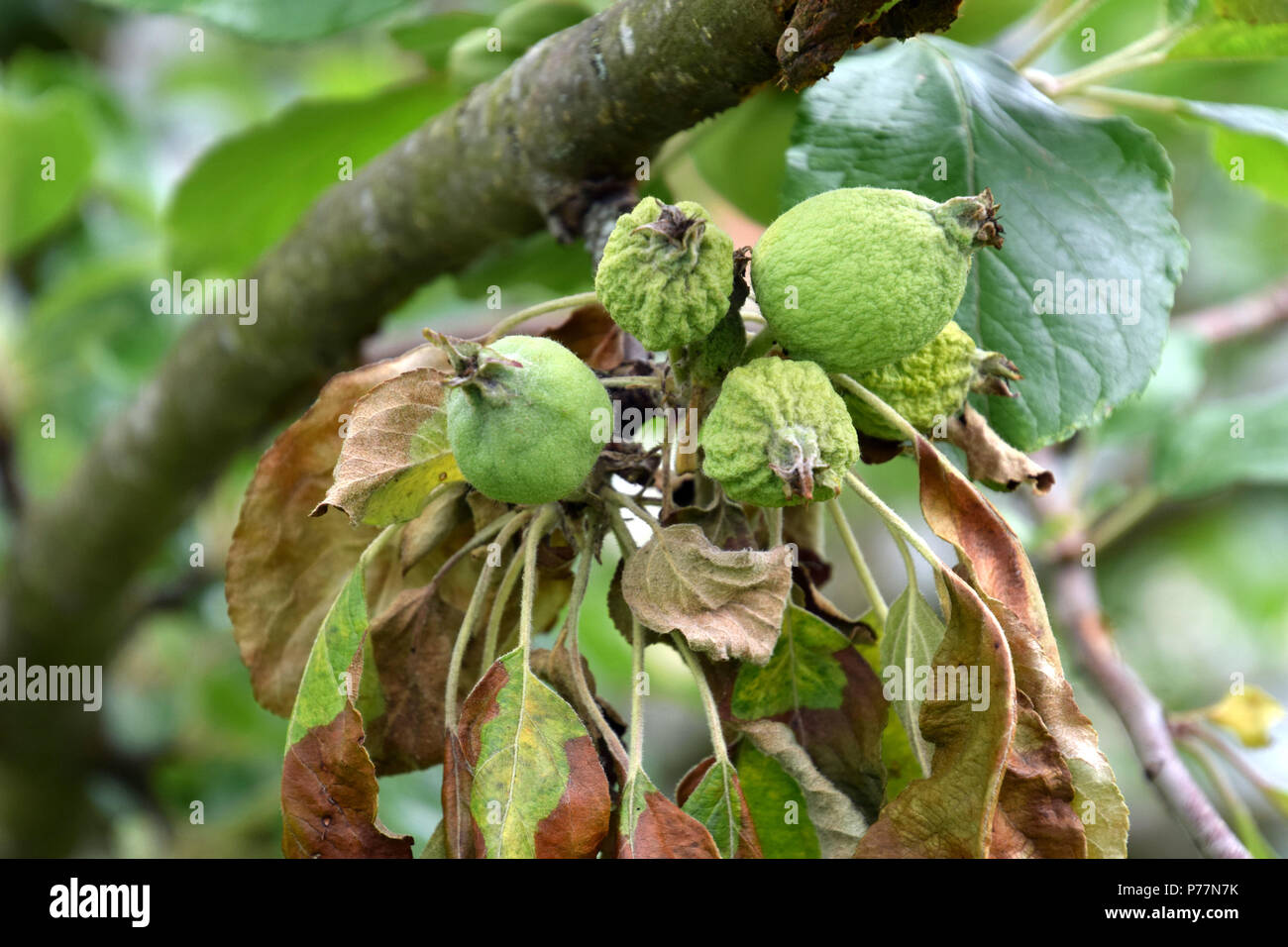 withered and shriveled apples on tree in early summer, grahams ...