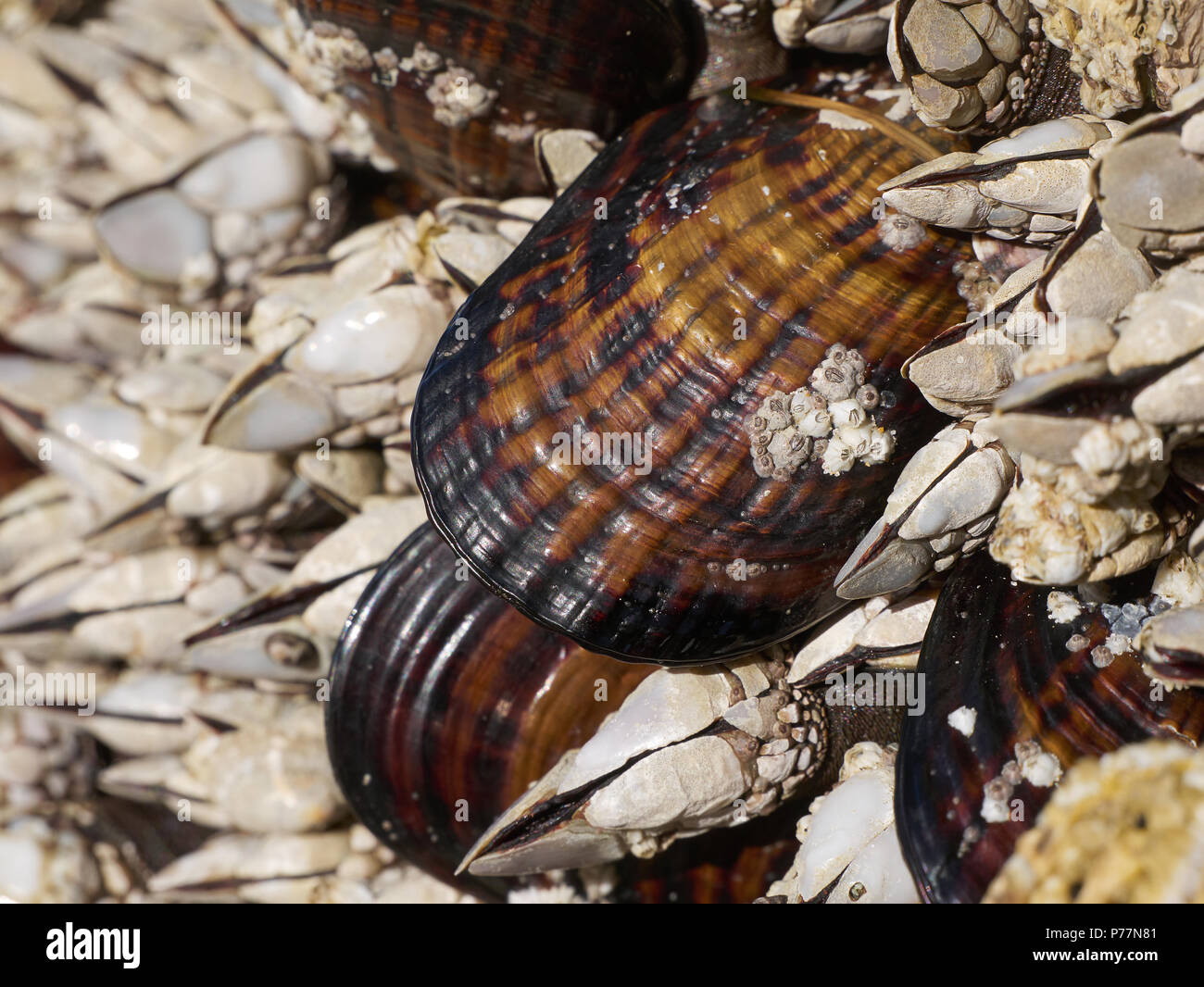 Barnacle barnacles mussel mussels hi-res stock photography and images ...