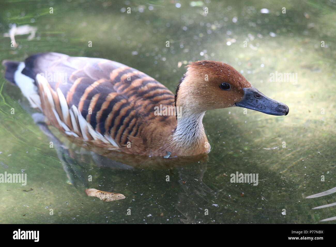 Fulvous whistling duck - Dendrocygna bicolor Stock Photo - Alamy