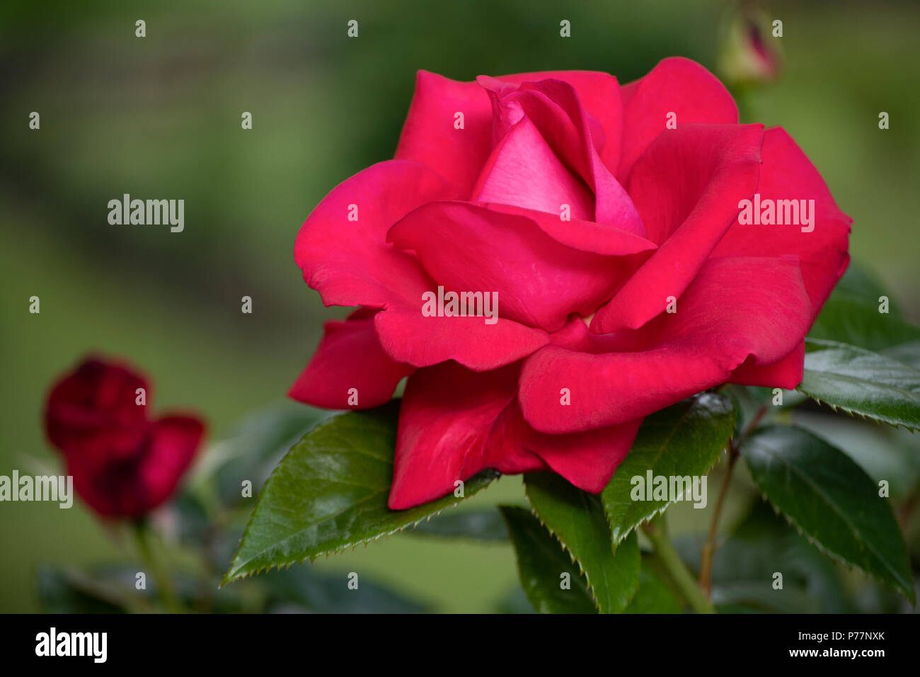 Roes flower hi-res stock photography and images - Alamy