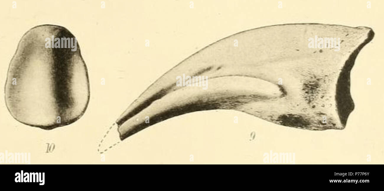 25 Deinodon horridus phalanx Stock Photo - Alamy