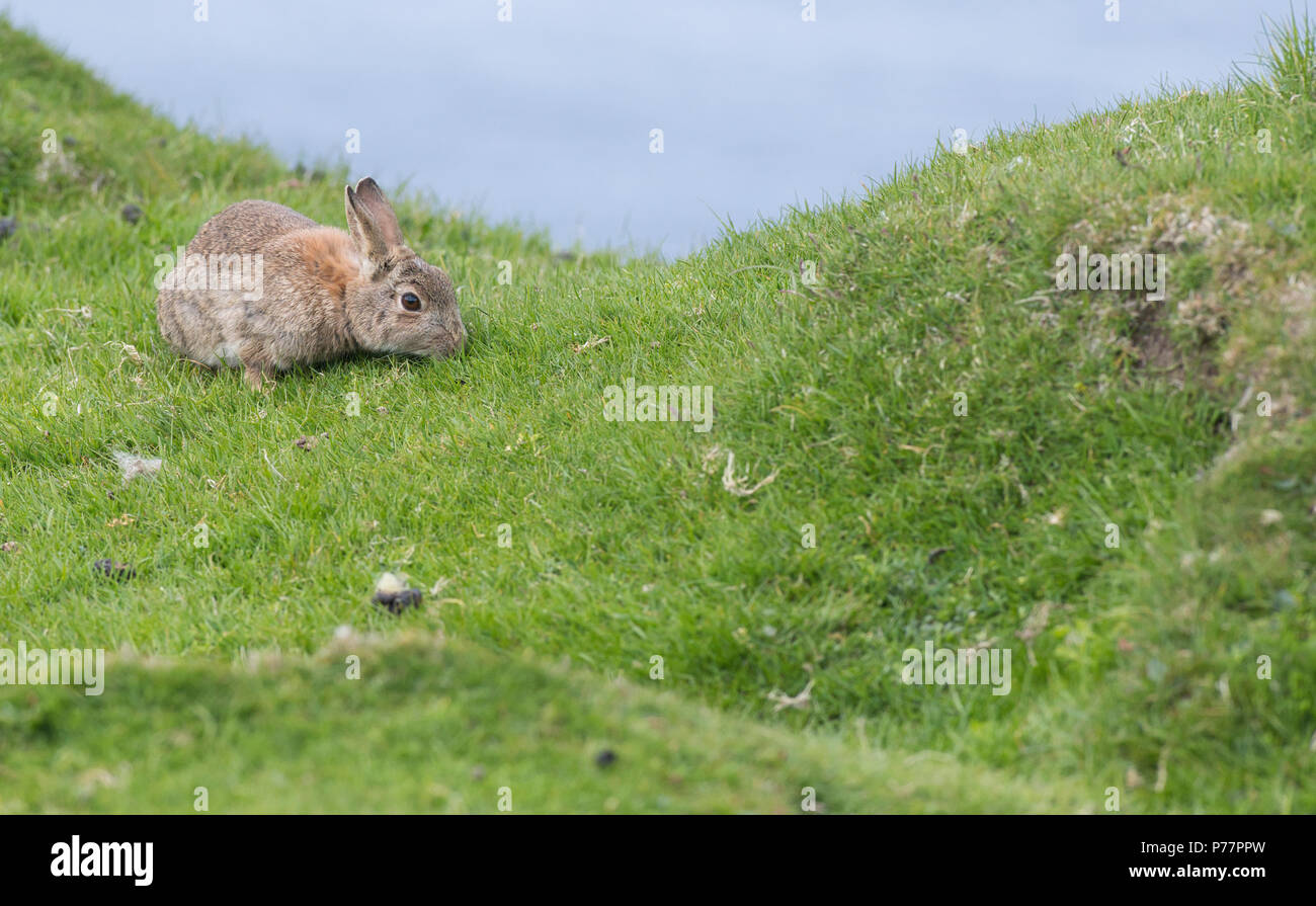 Wild rabbit (Oryctolagus cuniculus) in coastal cliff-top grassland ...