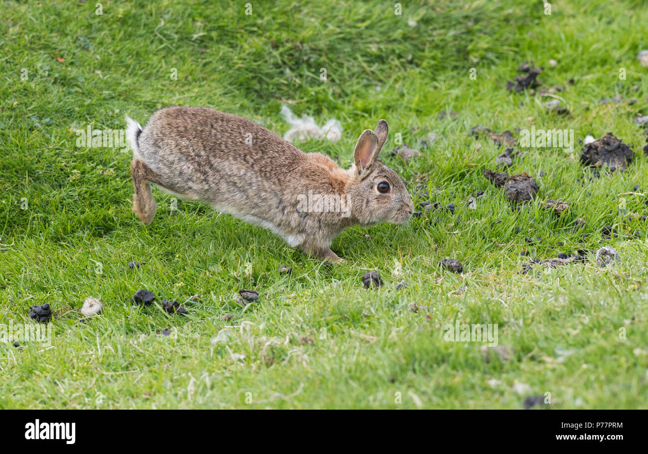 Wild rabbit (Oryctolagus cuniculus) in coastal cliff-top grassland ...
