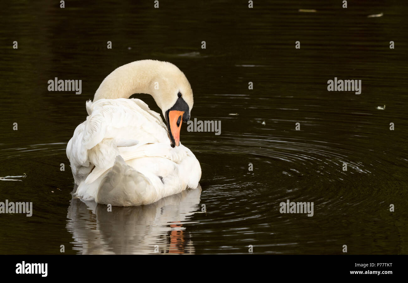 Swan cleaning itself on a pond Stock Photo - Alamy