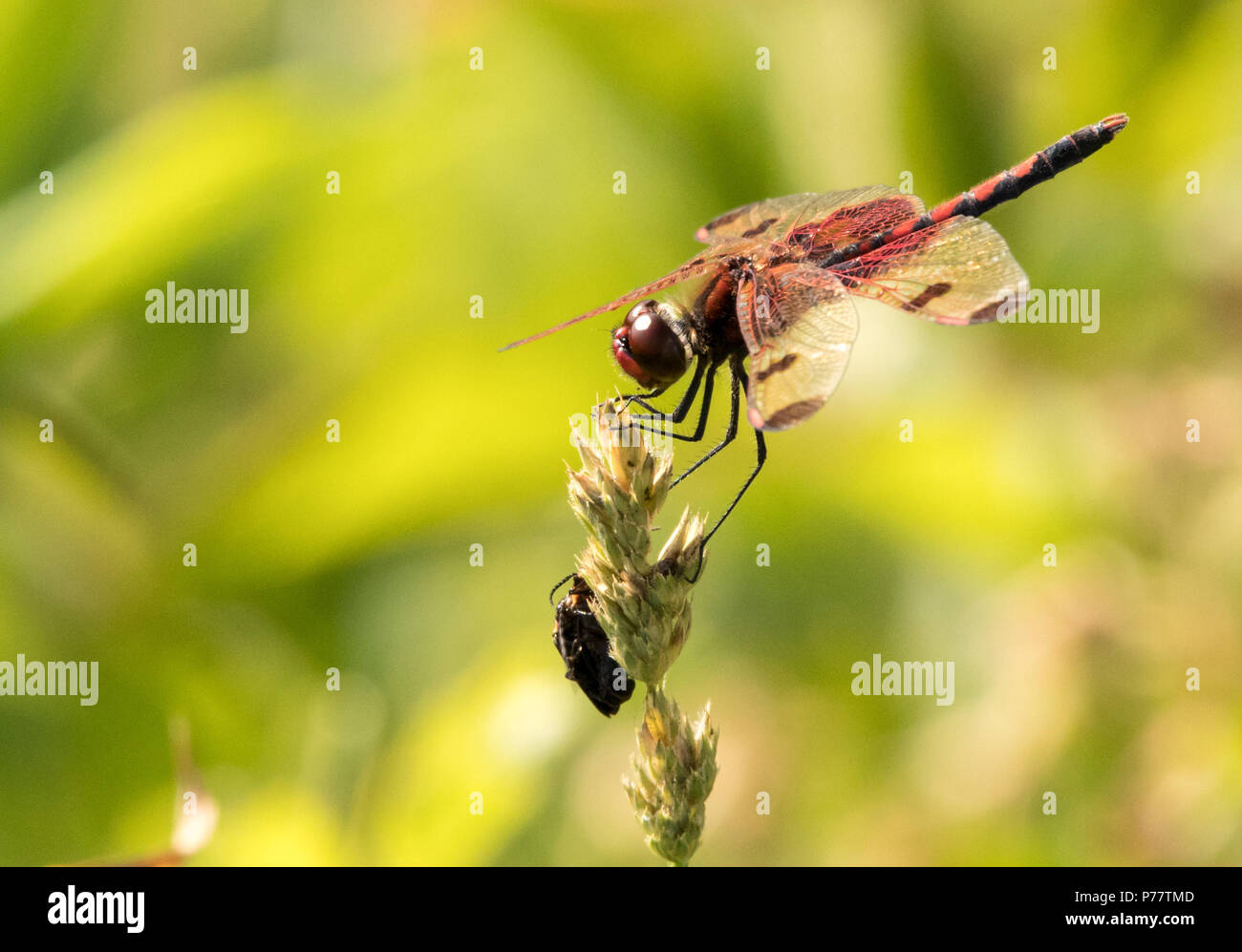 Dragonfly antenna hi-res stock photography and images - Alamy
