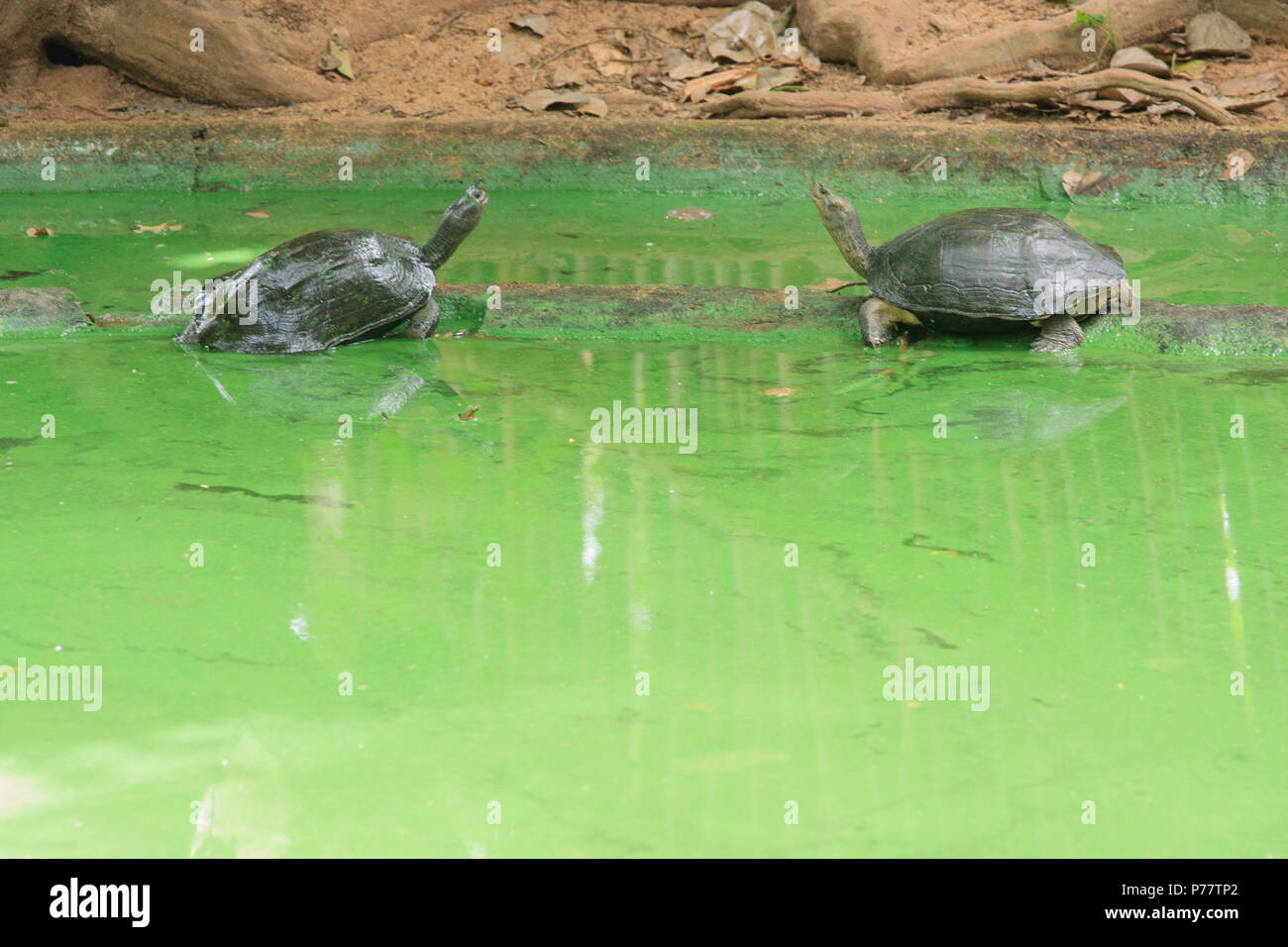 Turtle - photographed in Madras Crocodile Bank Stock Photo - Alamy