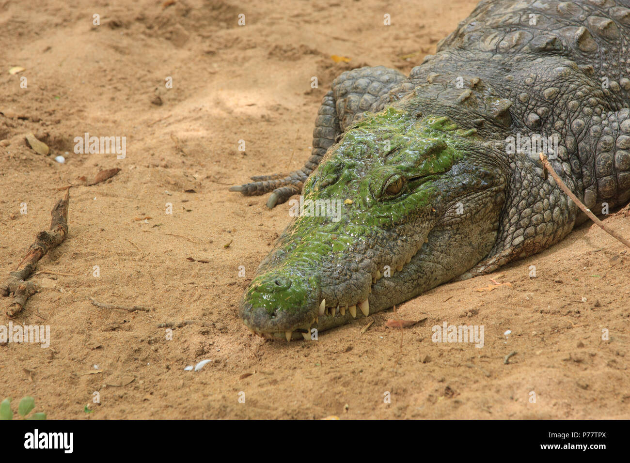 Crocodile - photographed in Madras Crocodile Bank Stock Photo - Alamy