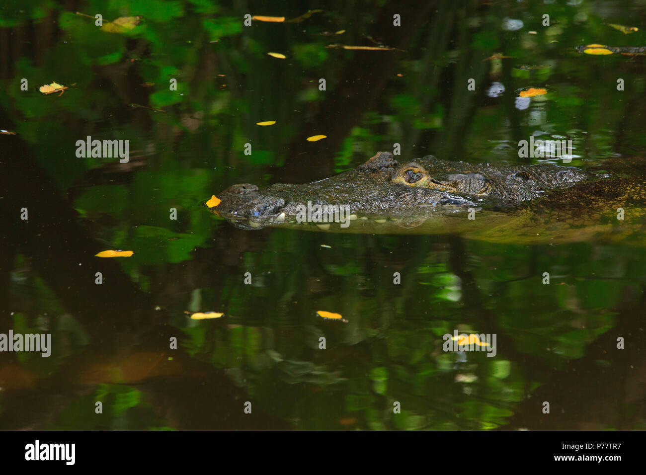 Madras crocodile bank hi-res stock photography and images - Alamy