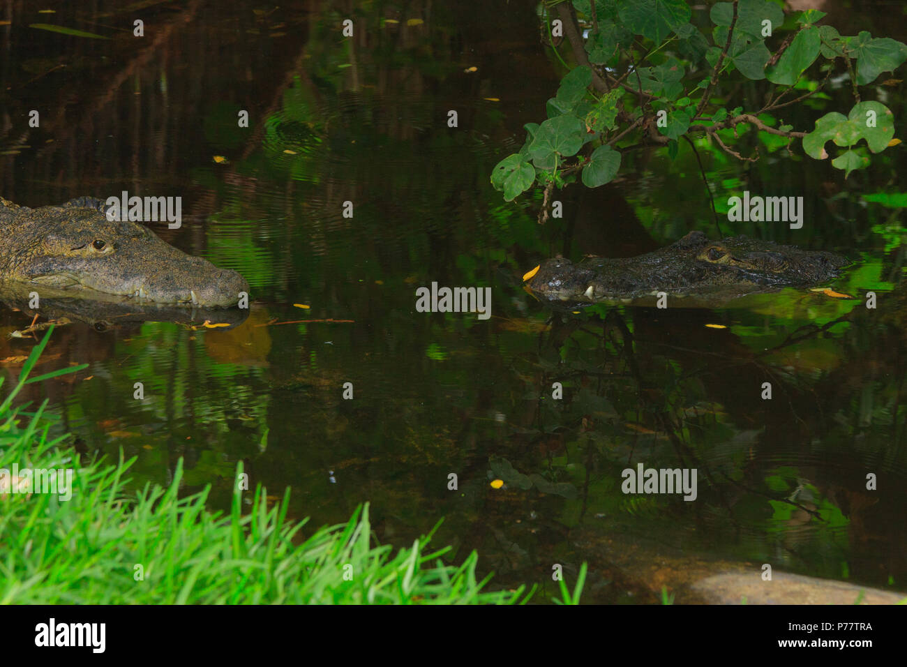 Crocodile - photographed in Madras Crocodile Bank Stock Photo - Alamy
