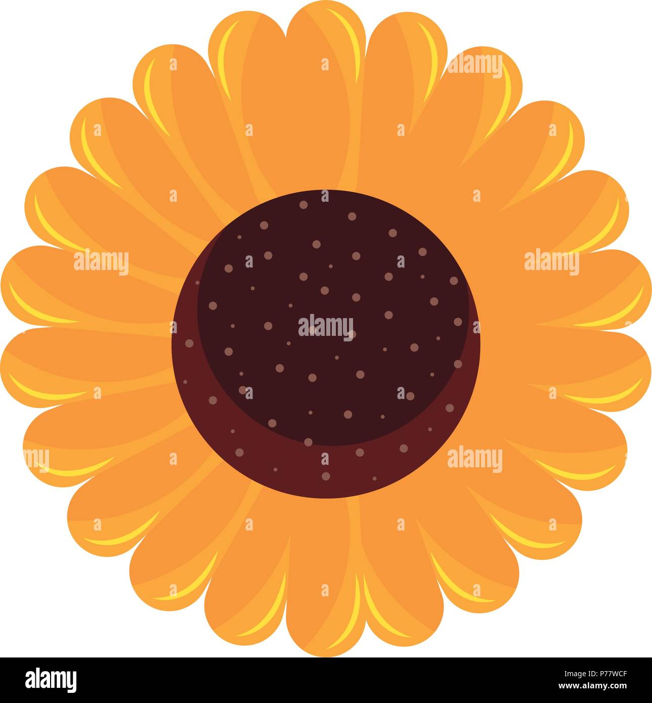 beautiful sunflower icon over white background, vector illustration ...