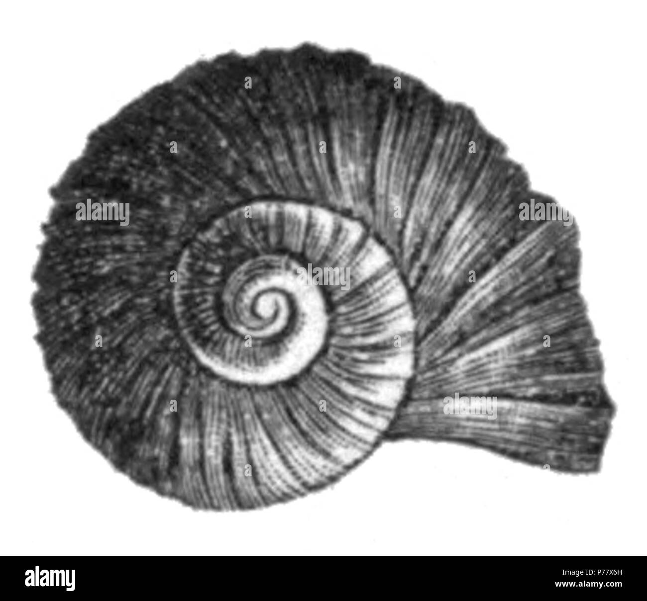 English: Drawing of the apical view of the shell of Stagnicola ...