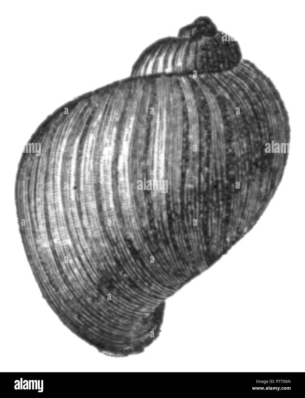 English: Drawing of the lateral view of the shell of Stagnicola ...