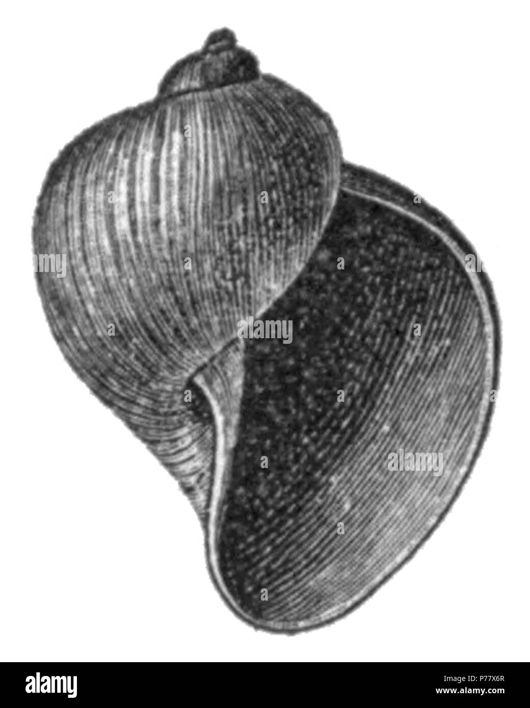 English: Drawing of the apertural view of the shell of Stagnicola ...