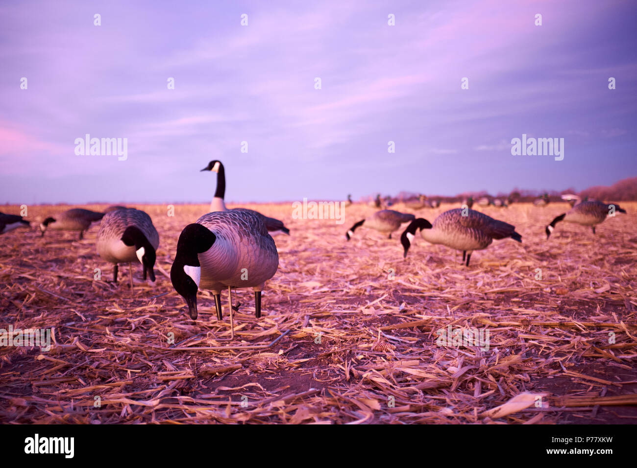 Grain field geese hi-res stock photography and images - Alamy
