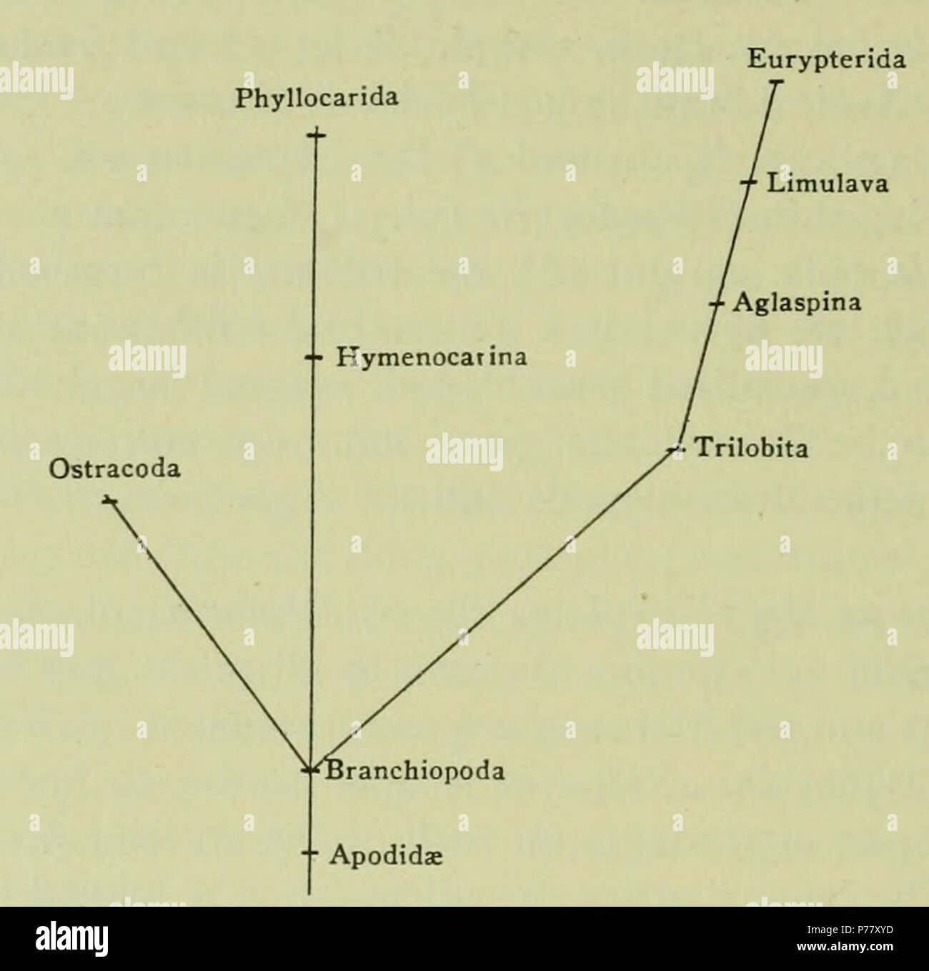 Theoretical Evolution of Cambrian Crustacea from the Branchiopoda ...