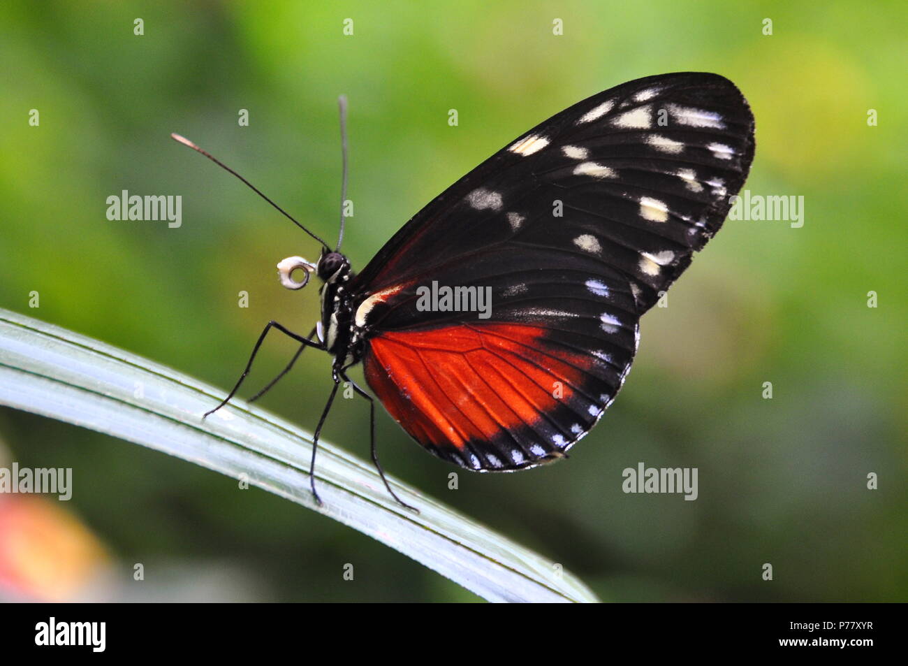 Golden hecale longwing butterfly hi-res stock photography and images ...