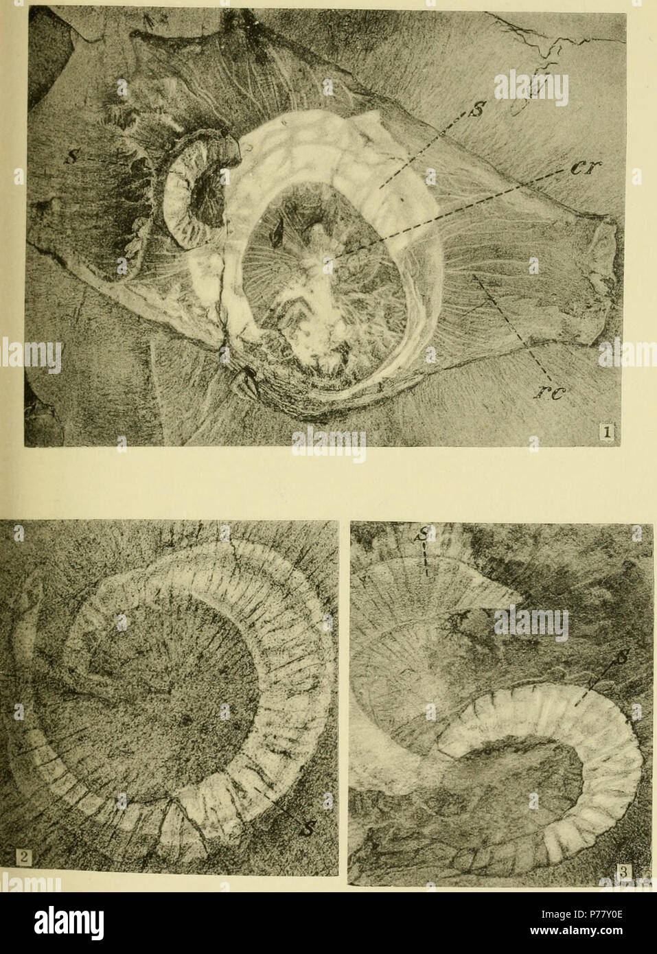 Plate 10: Middle Cambrian Holothurians (Eldonia) 1. Eldonia ludwigi ...