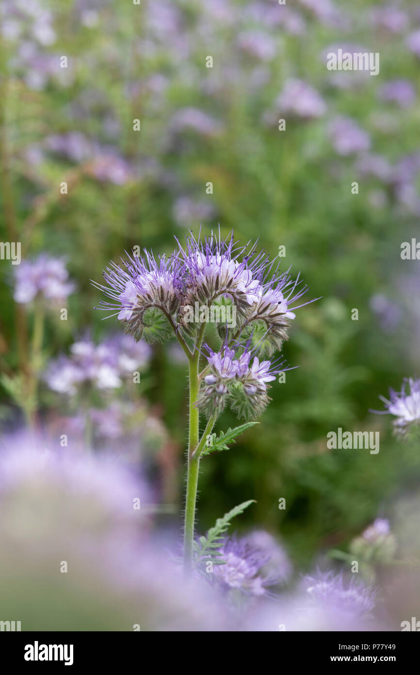 Fiddleneck hi-res stock photography and images - Alamy