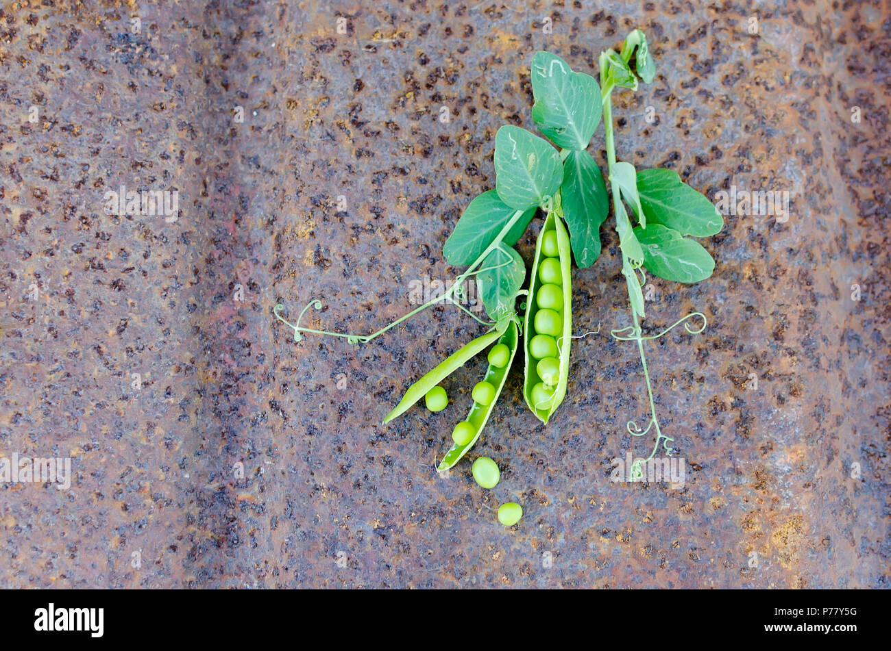 Pods of young green peas and pea on an old rusty surface background ...