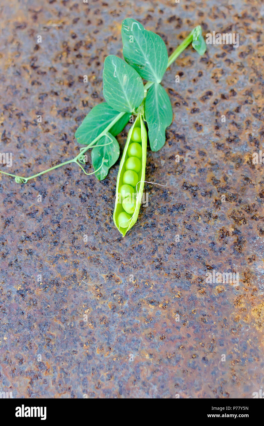 Pods of young green peas and pea on an old rusty surface background ...