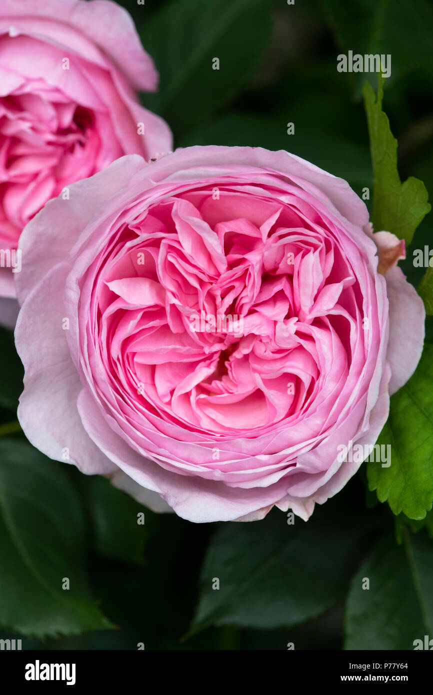 Rosa. Rose ‘James galway’. English Climbing Rose Stock Photo - Alamy