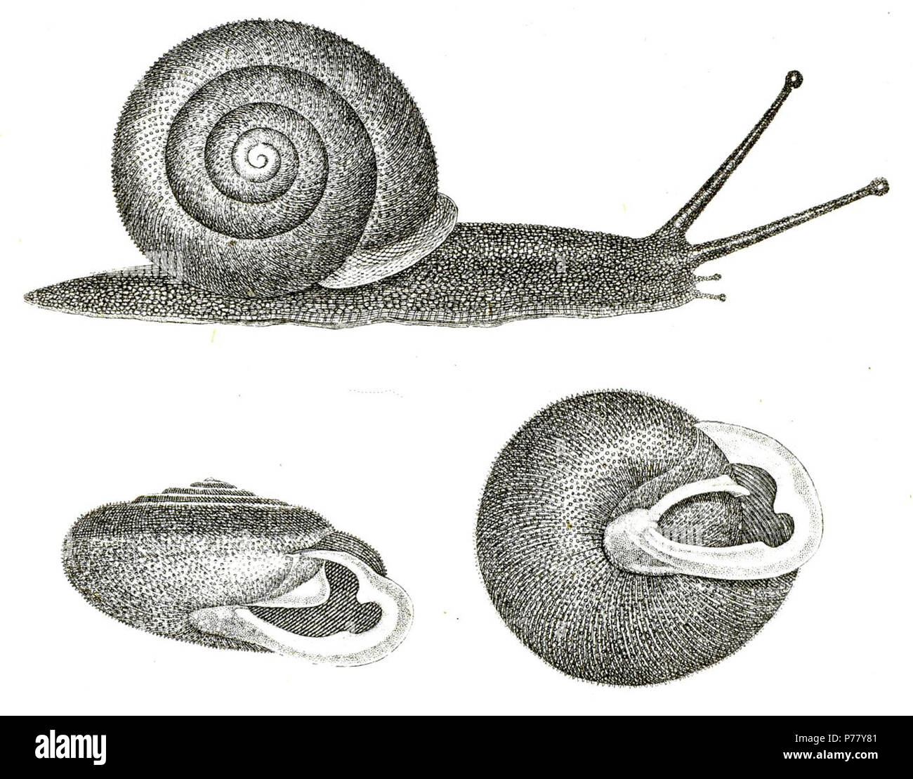 English: The land snail, Xolotrema notata (syn. Triodopsis notata ...