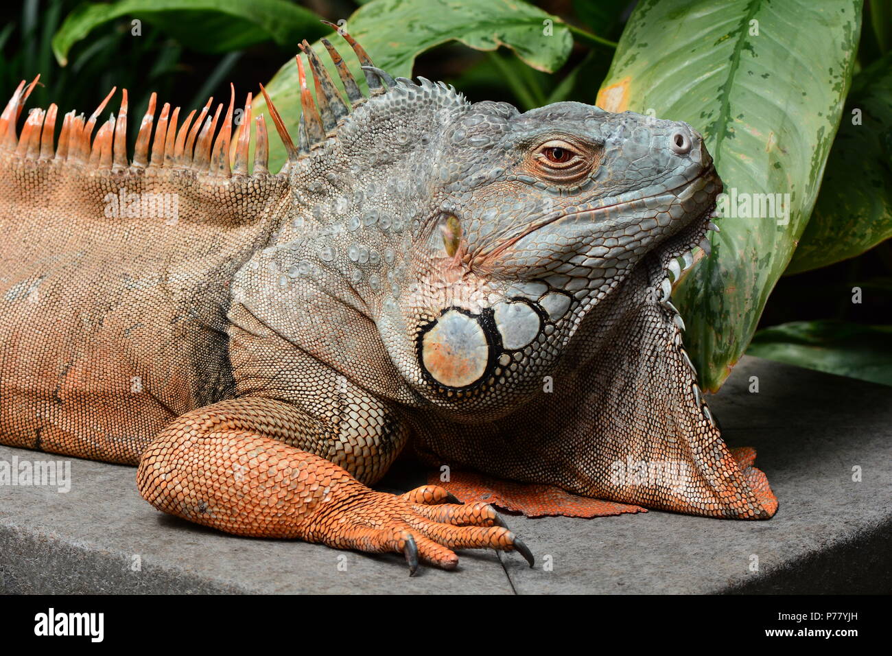 Male iguana hi-res stock photography and images - Alamy