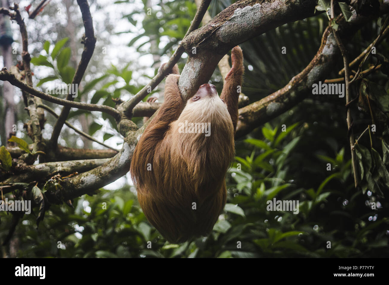 Fluffy brown two-toed sloth with a white and brown face hangs on a ...