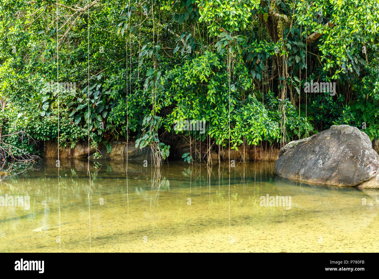 Tidal pool and tropical jungle, koh kood, Thailand. Dense tropical ...