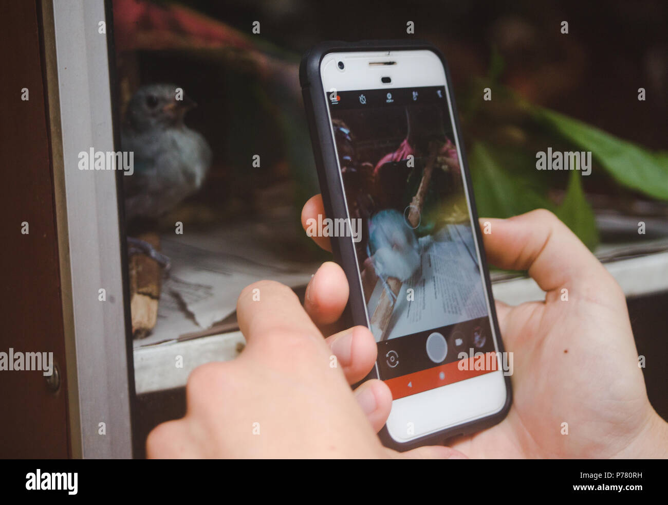 Glass bird cage hi-res stock photography and images - Alamy
