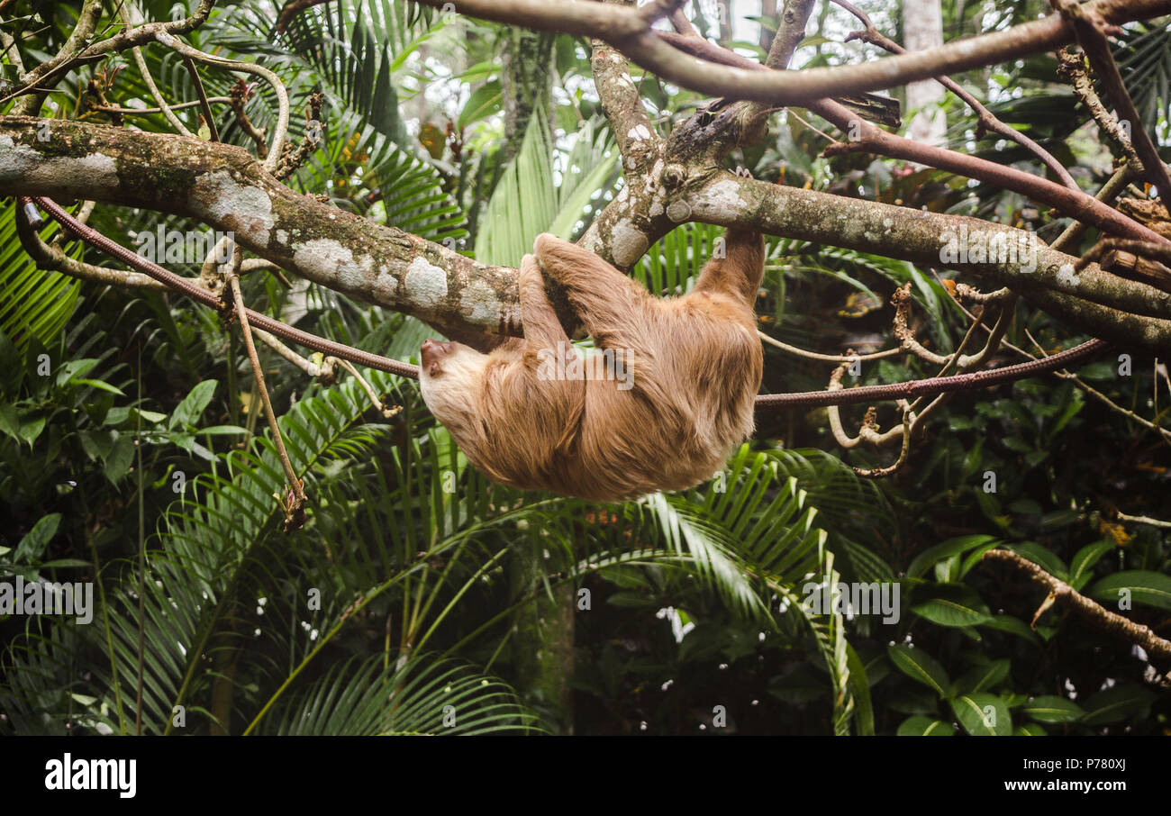 Fluffy brown two-toed sloth with a white and brown face hangs on a ...