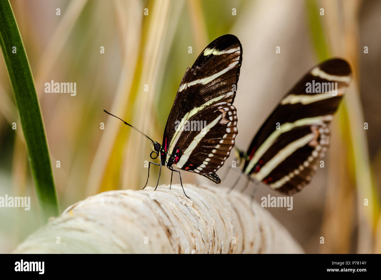 Two Zebra Longwing butterflies (Heliconius charitonius) together on a ...