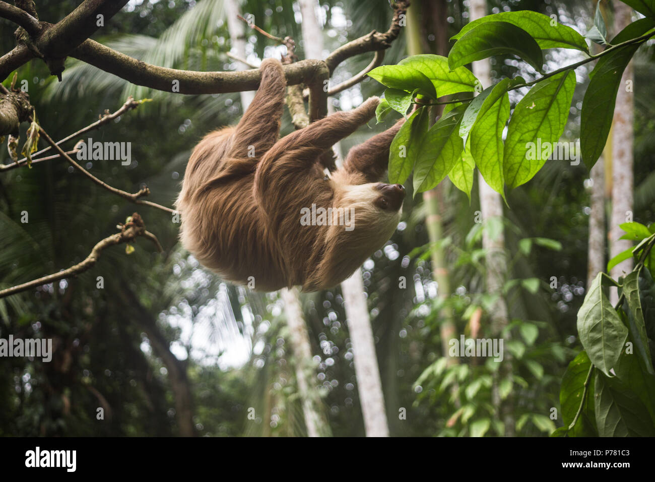 Fluffy brown two-toed sloth with a white and brown face hangs on a ...