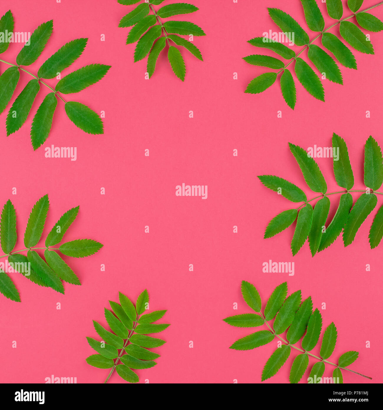 Creative flat lay top view pattern with fresh green rowan tree leaves ...