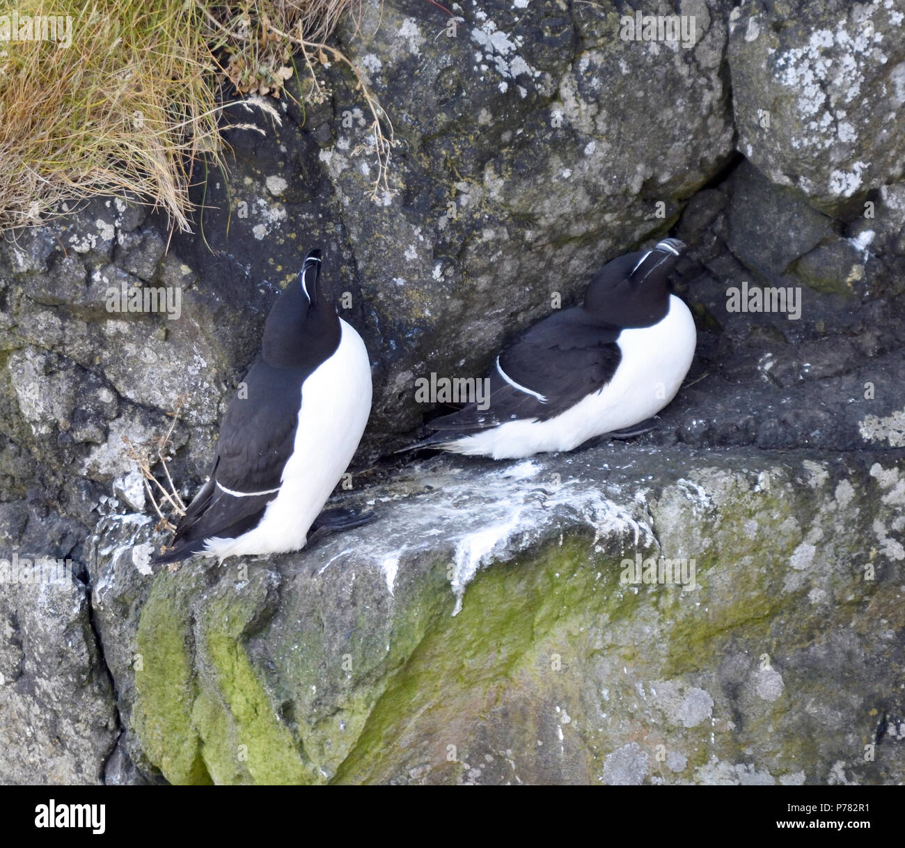 A pair of razorbills (Alca torda) at their nest on the basalt sea ...