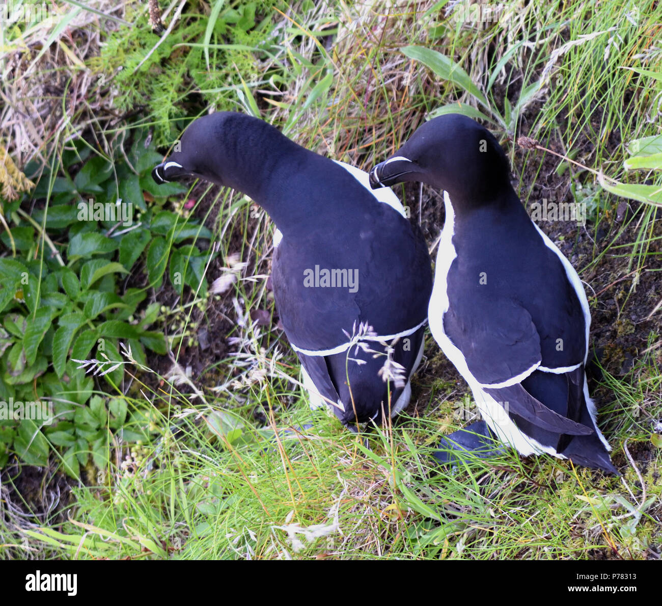 A pair of razorbills (Alca torda) at their nest on the basalt sea ...