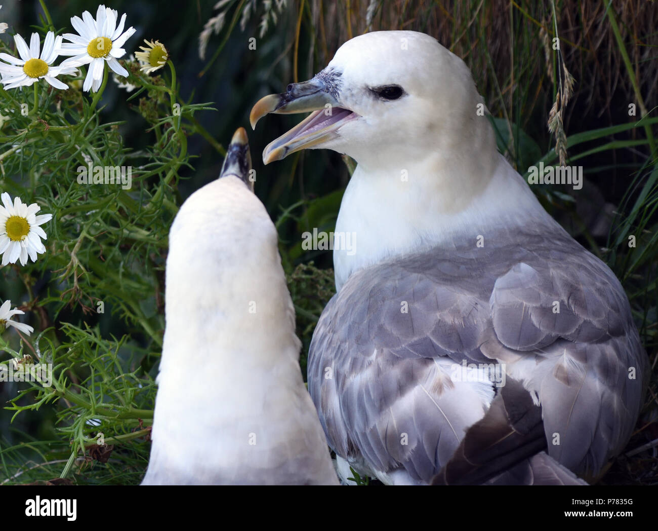 Bird Centre Rathlin Island High Resolution Stock Photography and Images ...
