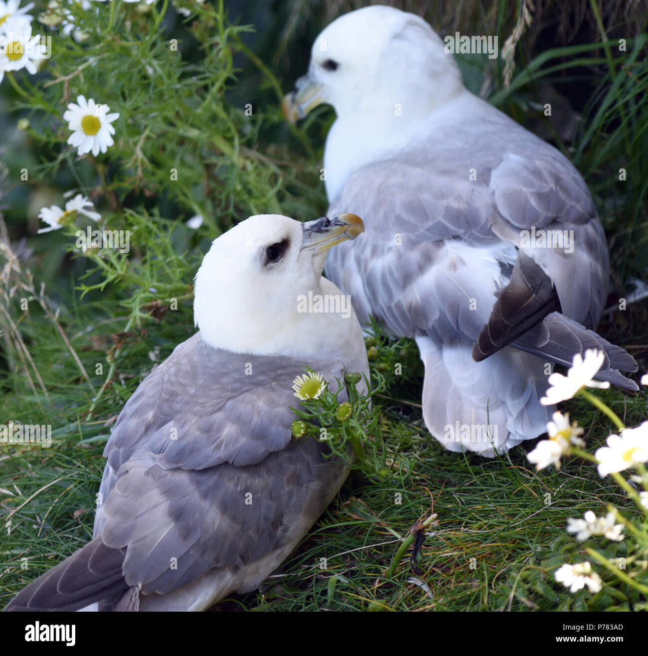 Bird centre rathlin island hi-res stock photography and images - Alamy