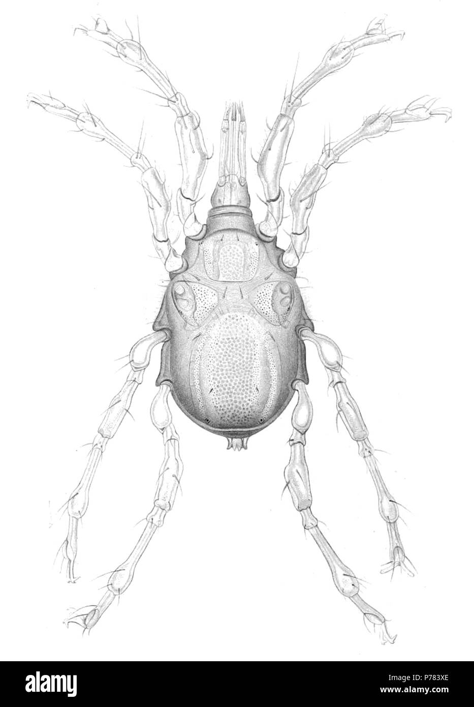 5 Agaue chevreuxi Stock Photo - Alamy