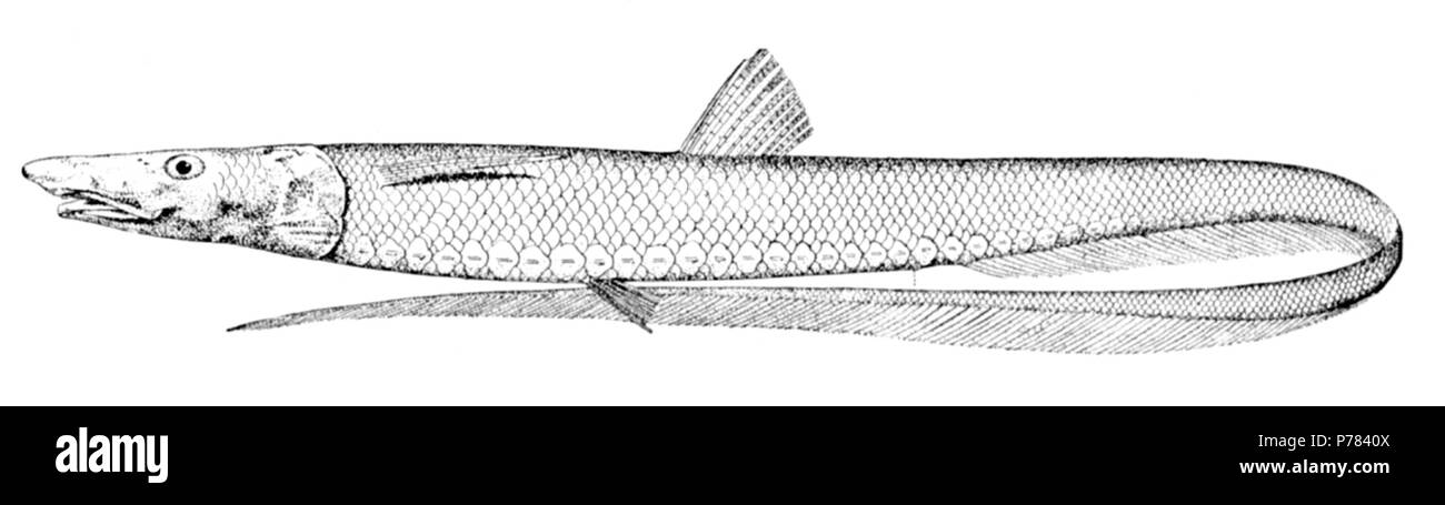 Aldrovandia phalacra hi-res stock photography and images - Alamy