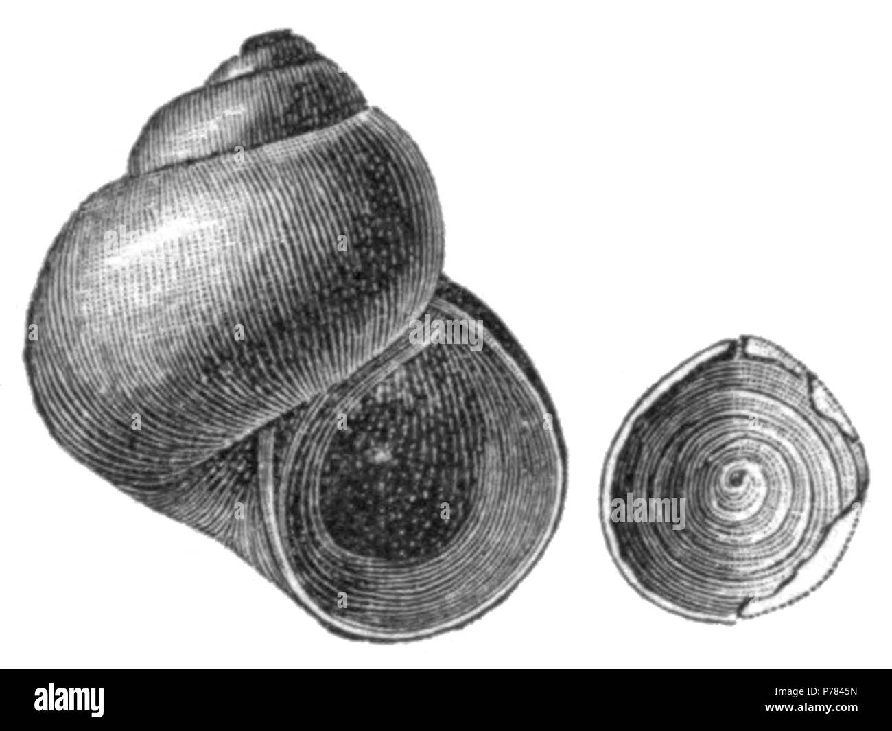 English: Drawing of the apertural view of the shell of Amnicola dalli ...