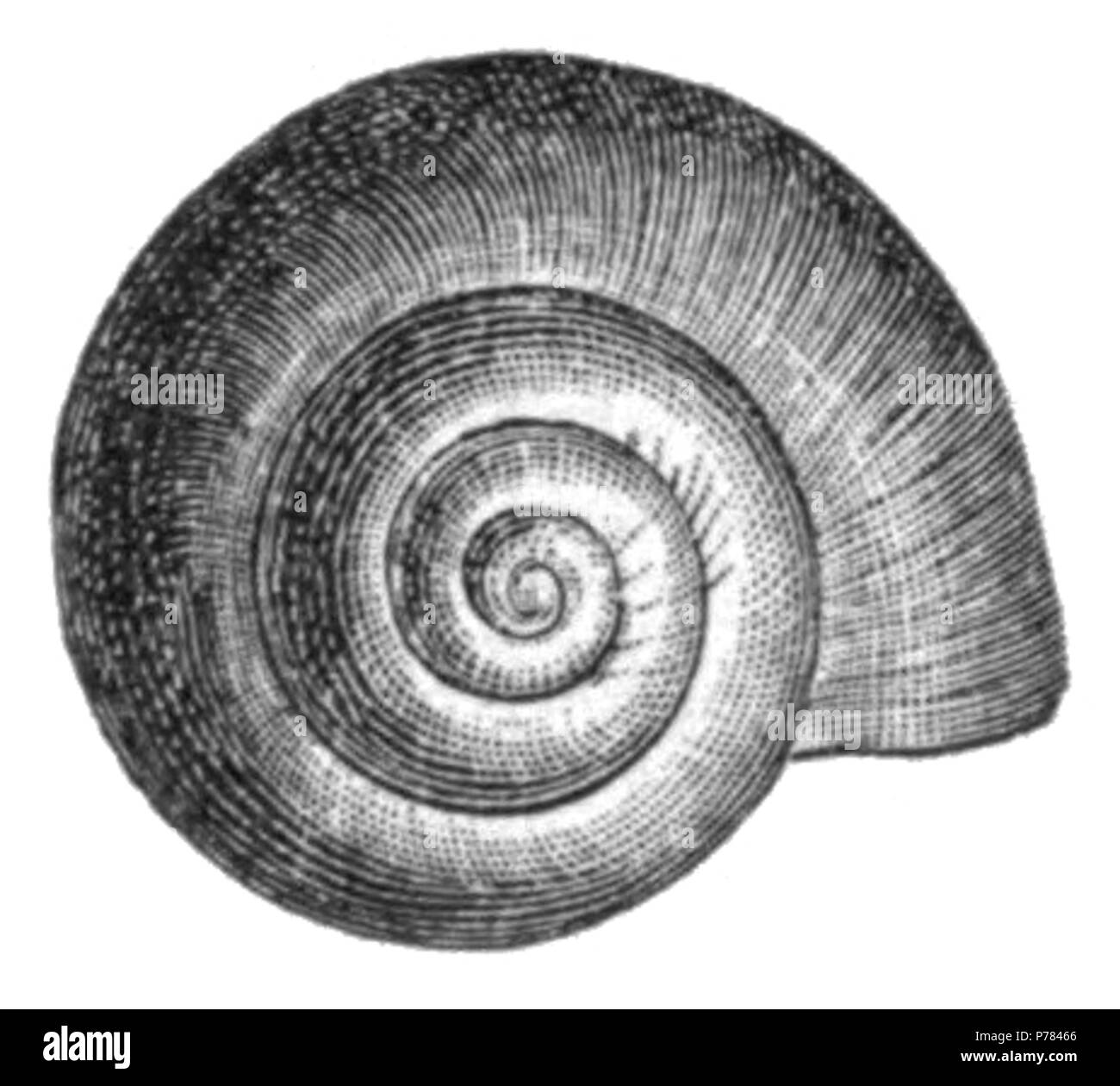 English: Drawing of the apical view of the shell of Amnicola dalli ...