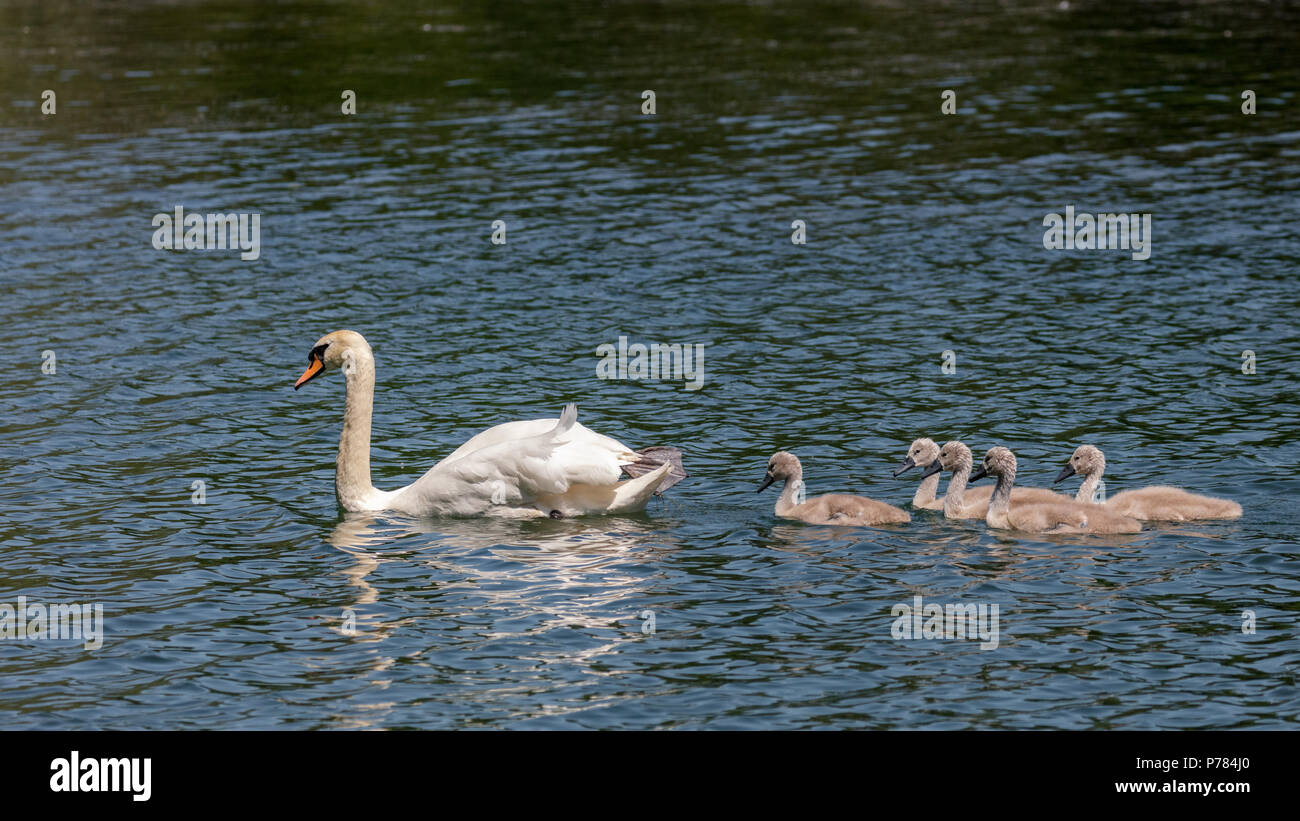 Mute swan cygnet (Cygnus olor Stock Photo - Alamy